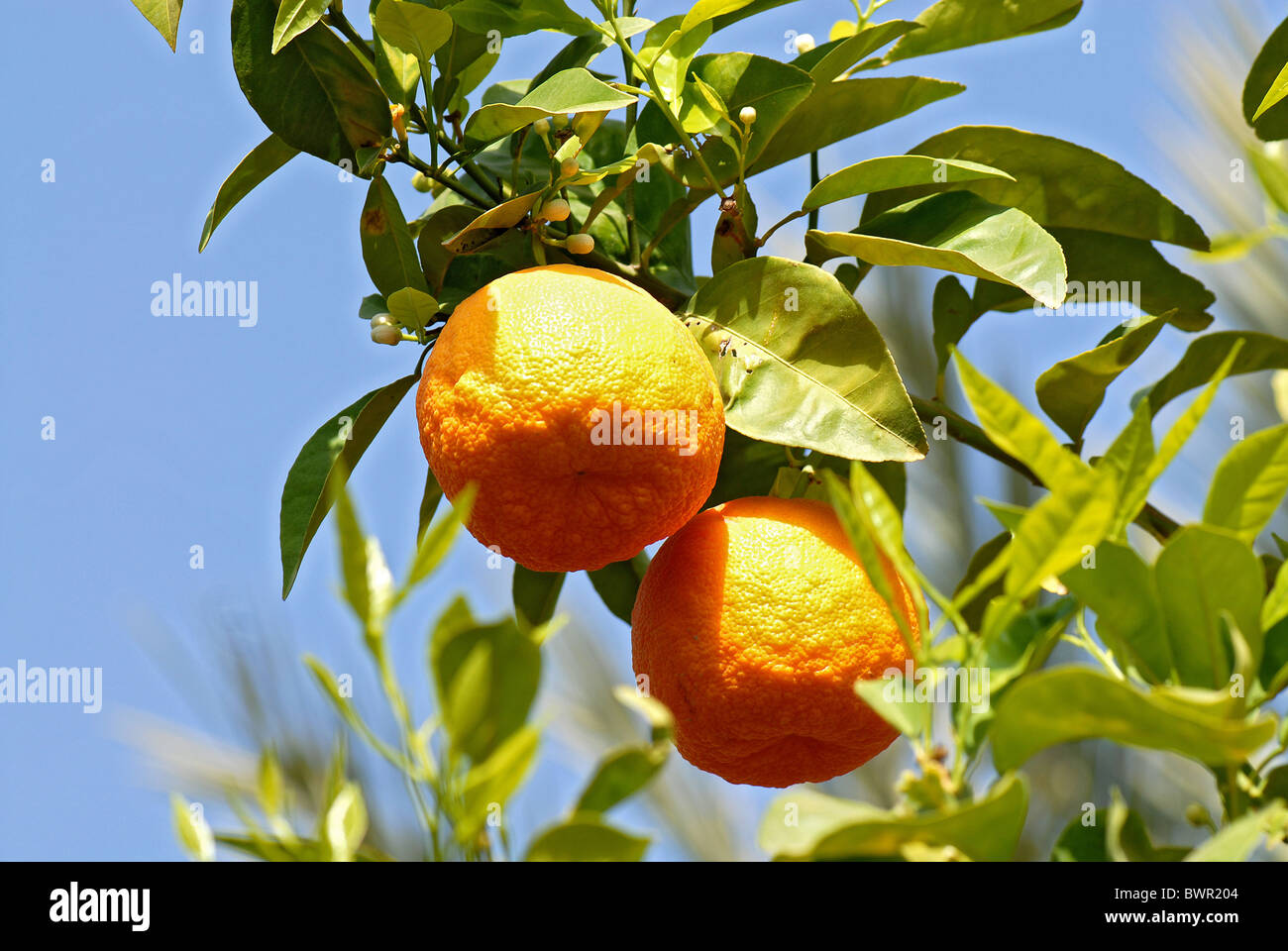 Morocco Africa Marrakech oranges orange tree fruits branch leaves food ...