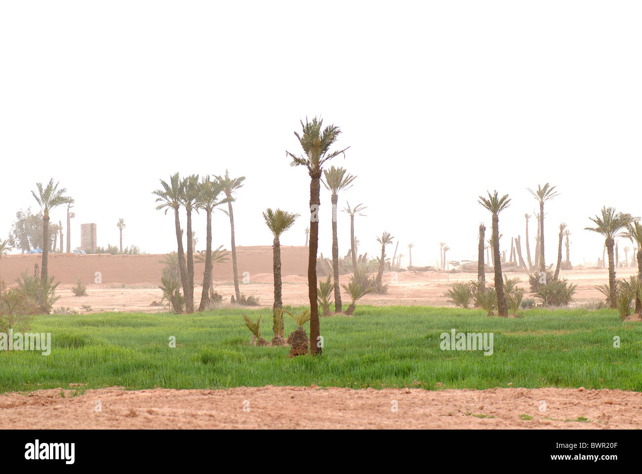 Marrakech Morocco Africa palms oasis sandstorm storm landscape Stock ...