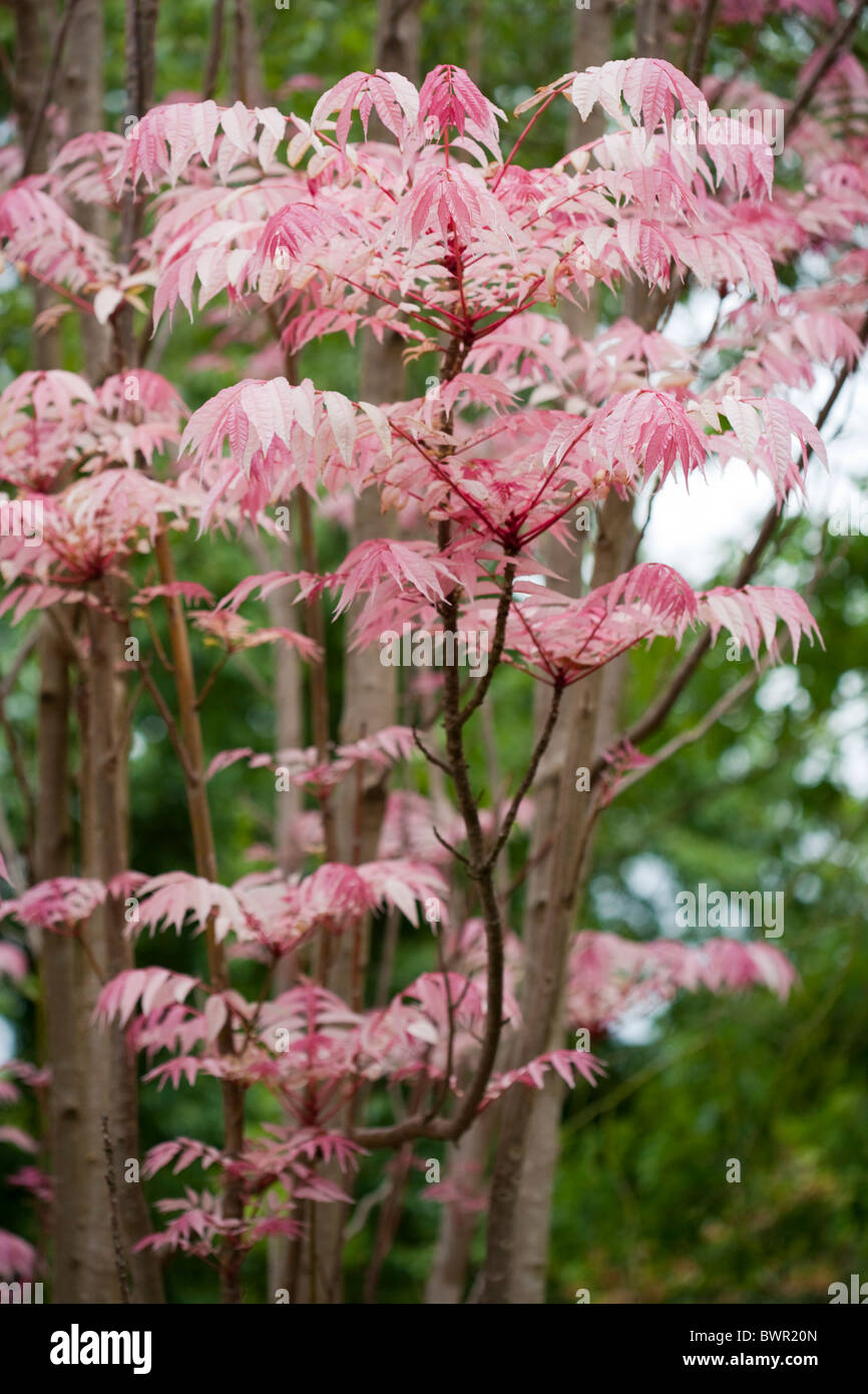 Toona sinensis hi-res stock photography and images - Alamy