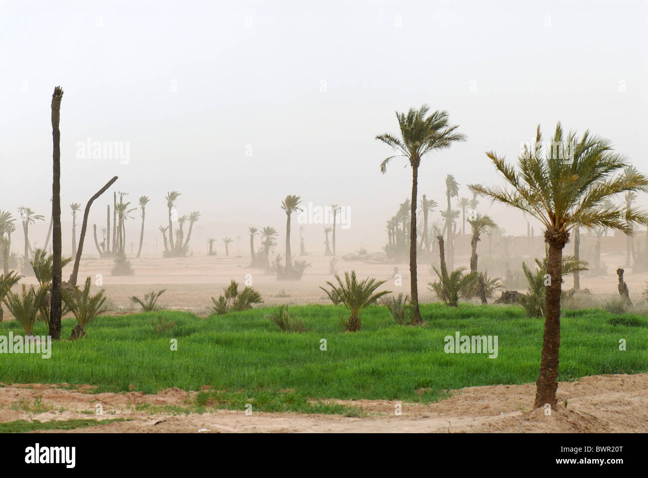 Marrakech Morocco Africa palms oasis sandstorm storm landscape Stock ...