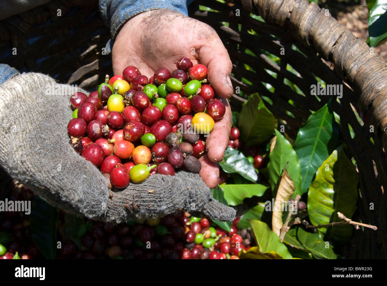 Coffee plantation near poas volcano hi-res stock photography and images ...