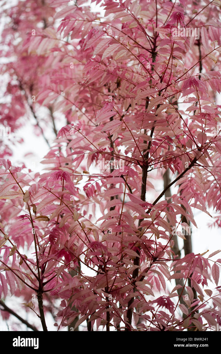 Toona Sinensis Flamingo Stock Photo - Alamy
