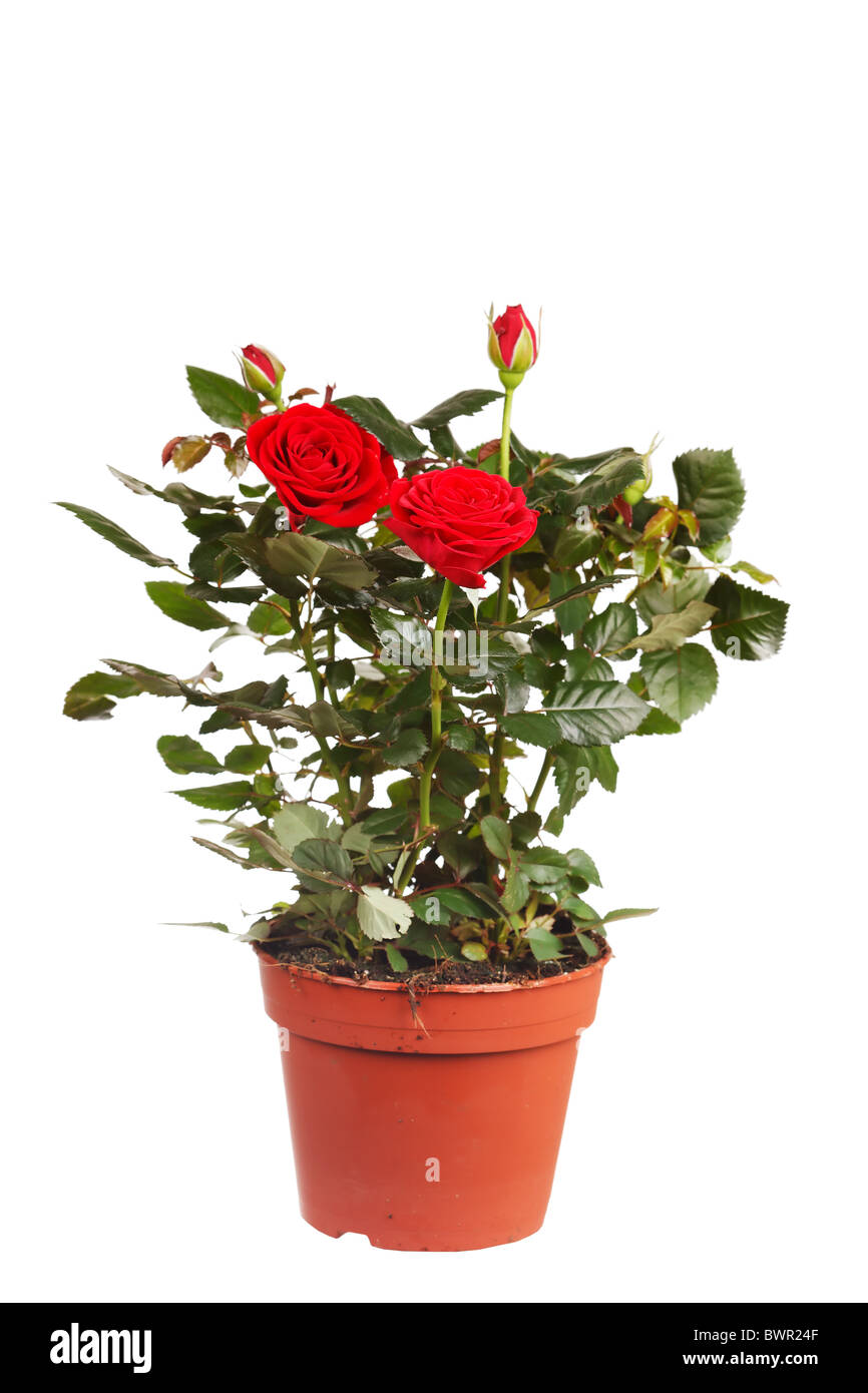 Rose in flowerpot Cut Out Stock Images & Pictures - Alamy