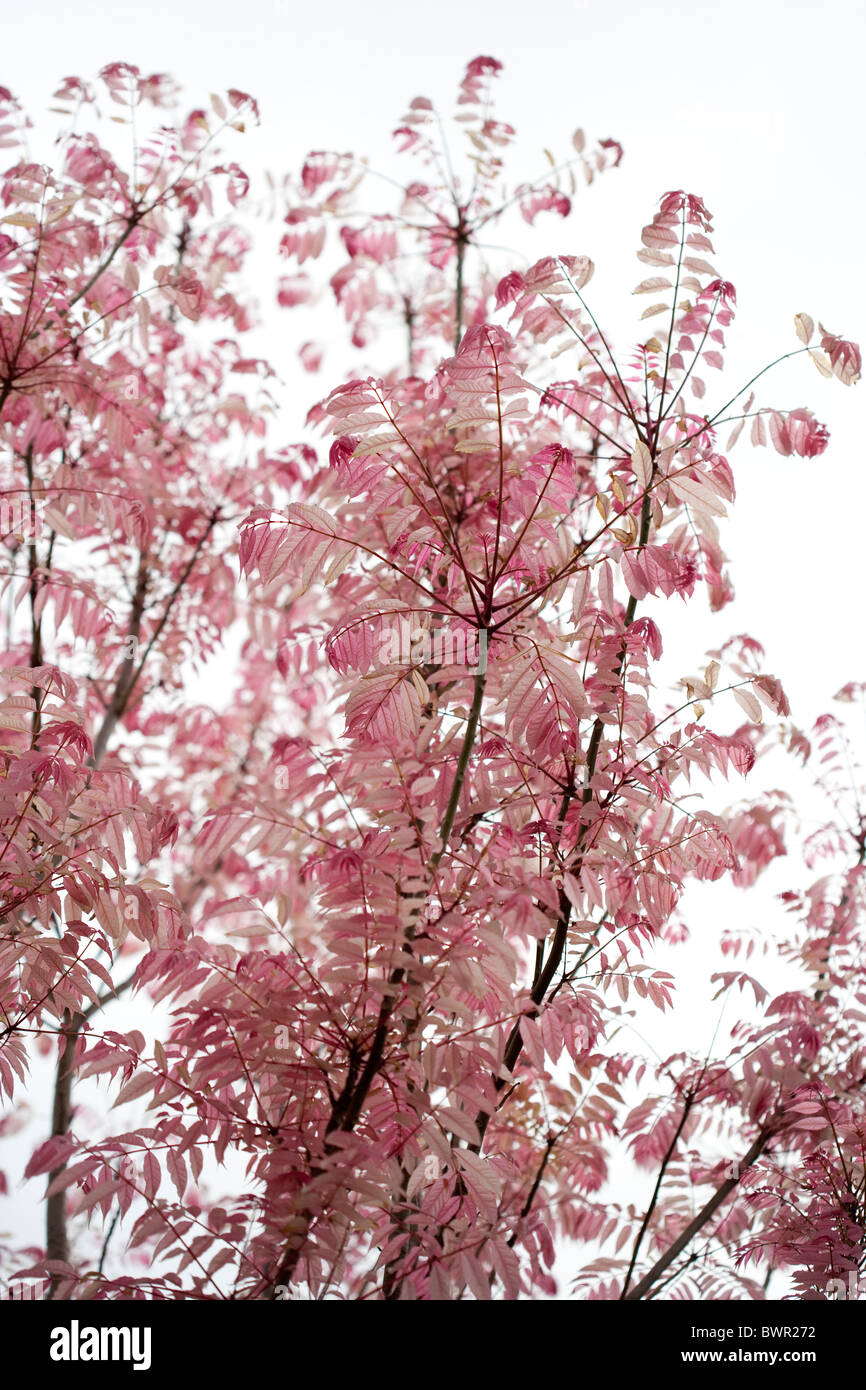 Toona Sinensis Flamingo Stock Photo - Alamy