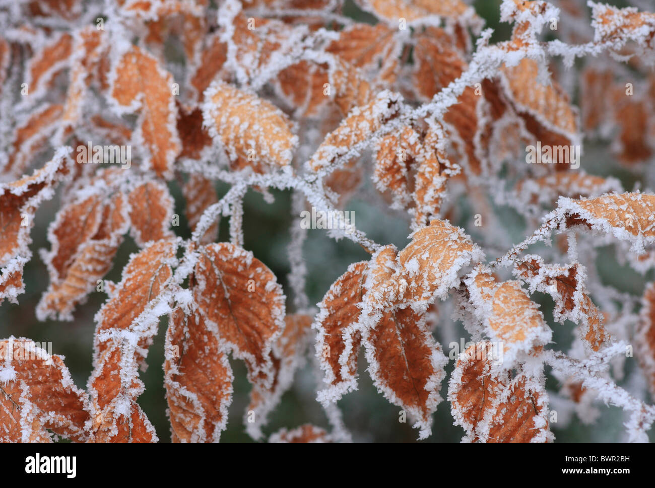 Fagus sylvaticia beech beech tree forest Zurich Region Switzerland ...