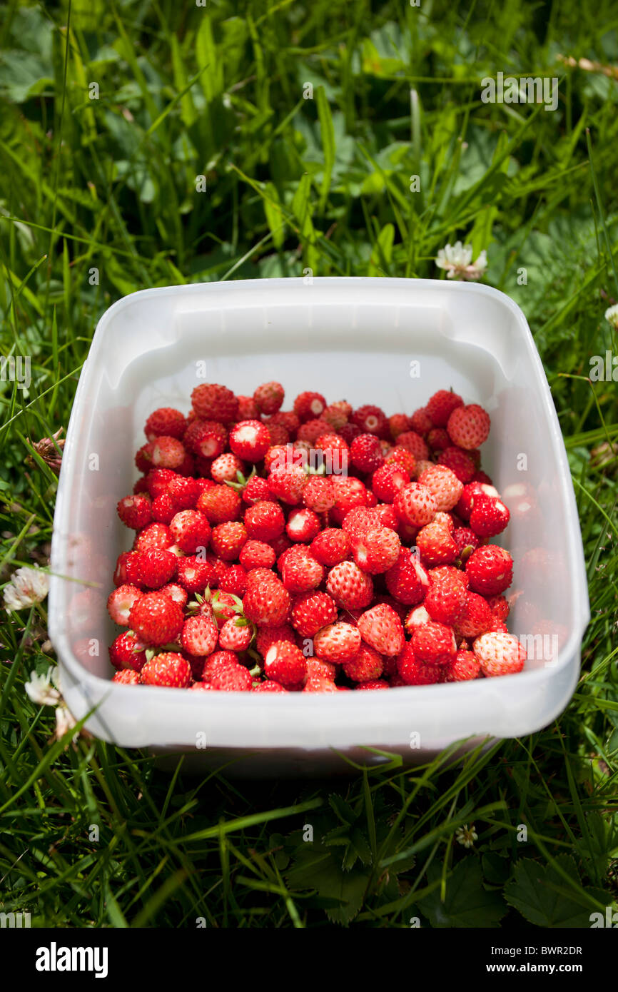 Freshly picked wild strawberries ( Fragaria vesca ) , Finland Stock ...