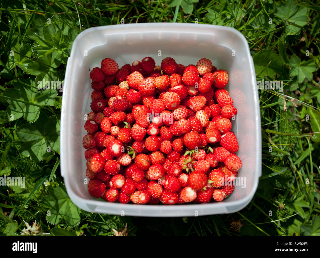 Freshly picked wild strawberries ( Fragaria vesca ) , Finland Stock ...