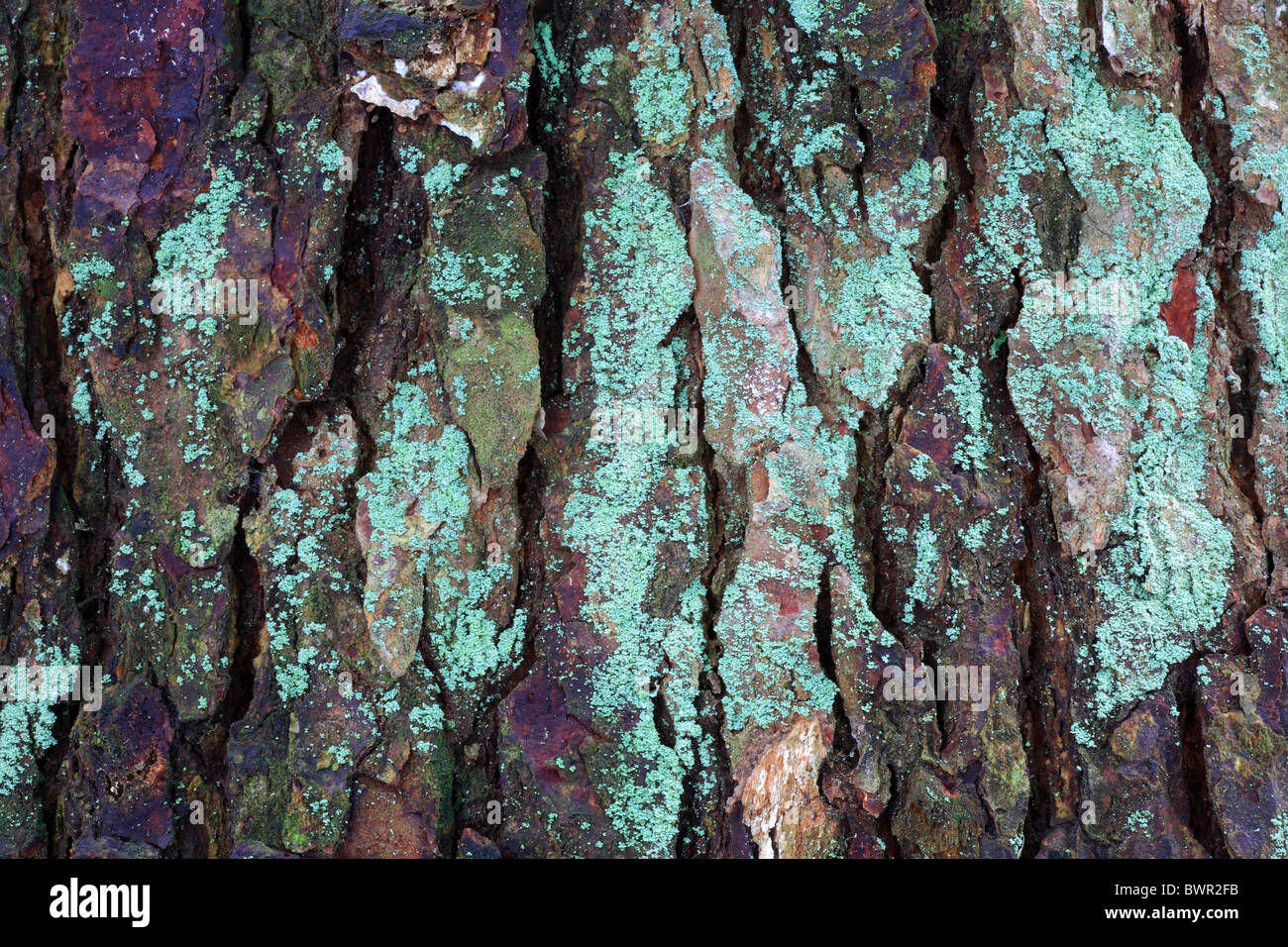 Liches Bavarian Forest national park Bavaria Germany Europe lich bark ...