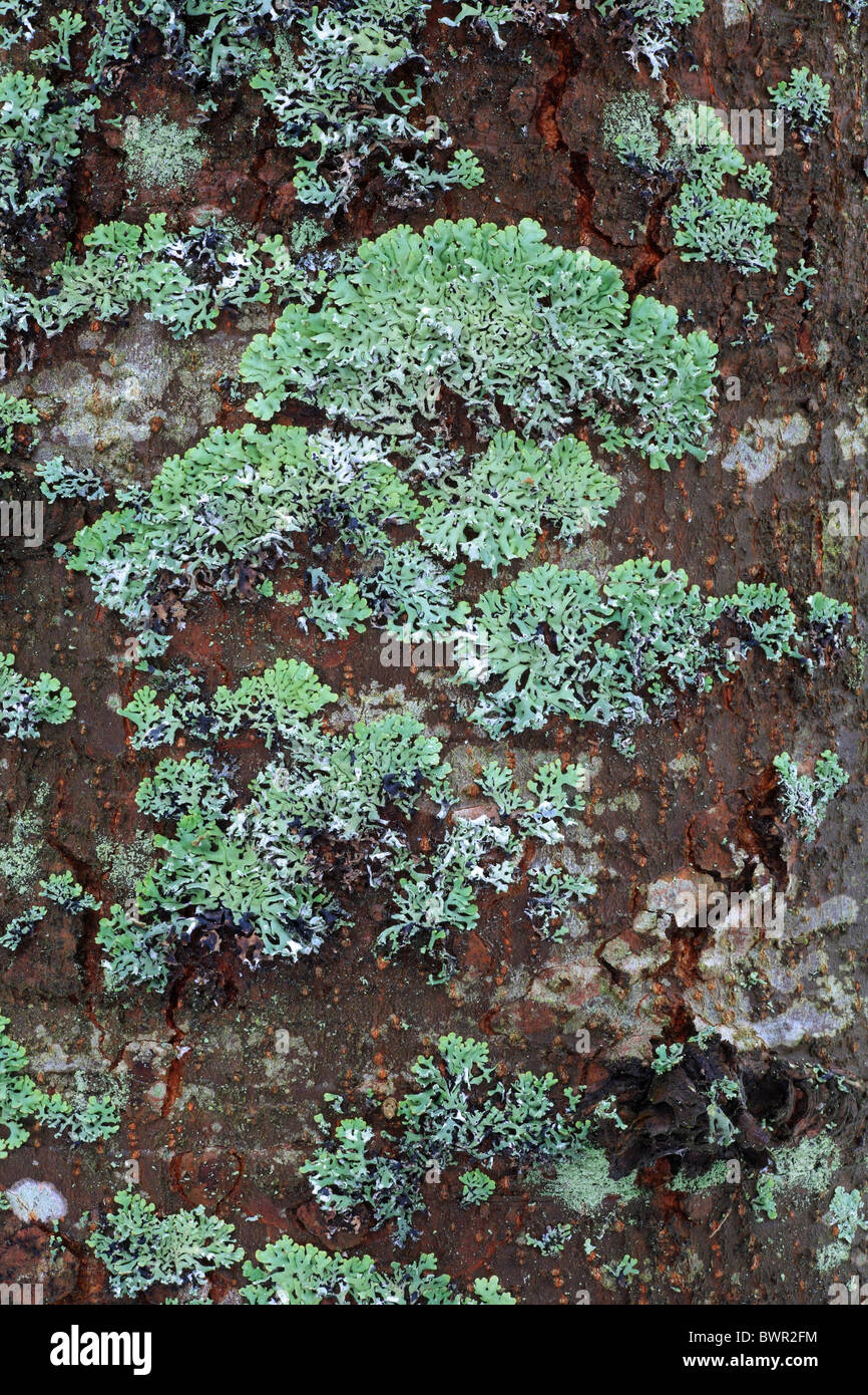 10841488 hi-res stock photography and images - Alamy