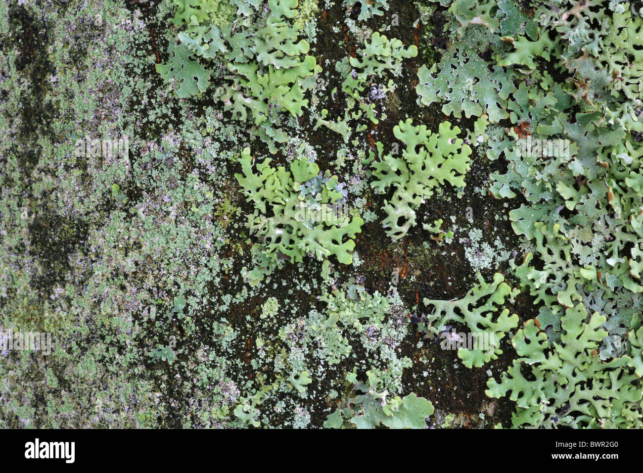 Liches Bavarian Forest national park Bavaria Germany Europe lich bark ...