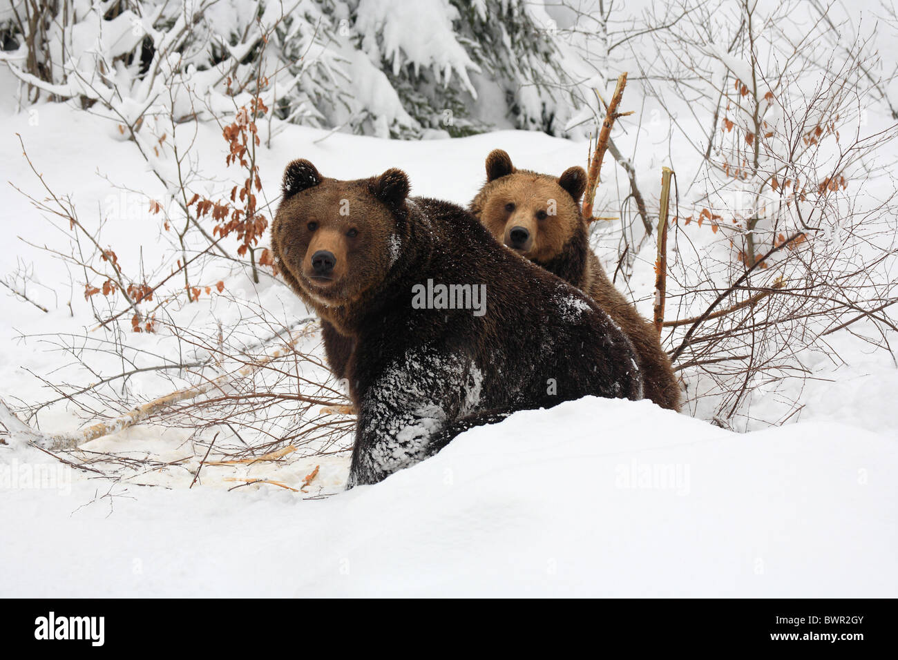 Ursus arctos Brownbear European Brownbear Brown bear Bavarian Forest ...