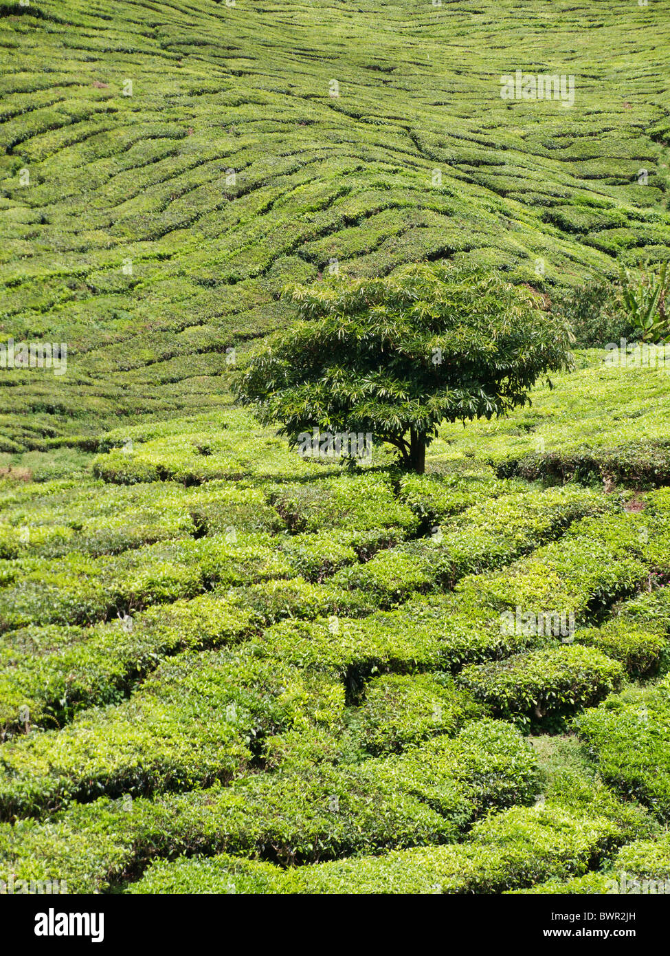 Cameron highlands landscape hi-res stock photography and images - Alamy