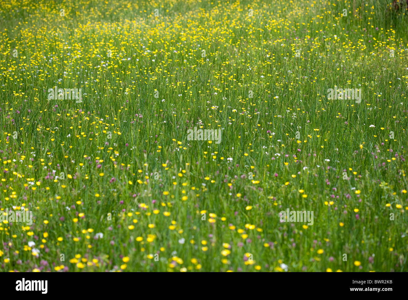 Wild meadow grasses and flowers Stock Photo - Alamy