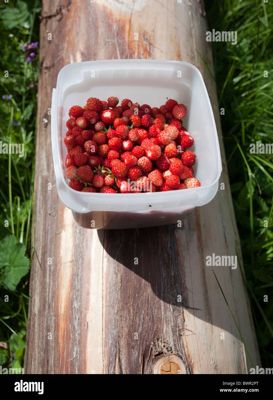 Freshly picked wild strawberries ( Fragaria vesca ) , Finland Stock ...
