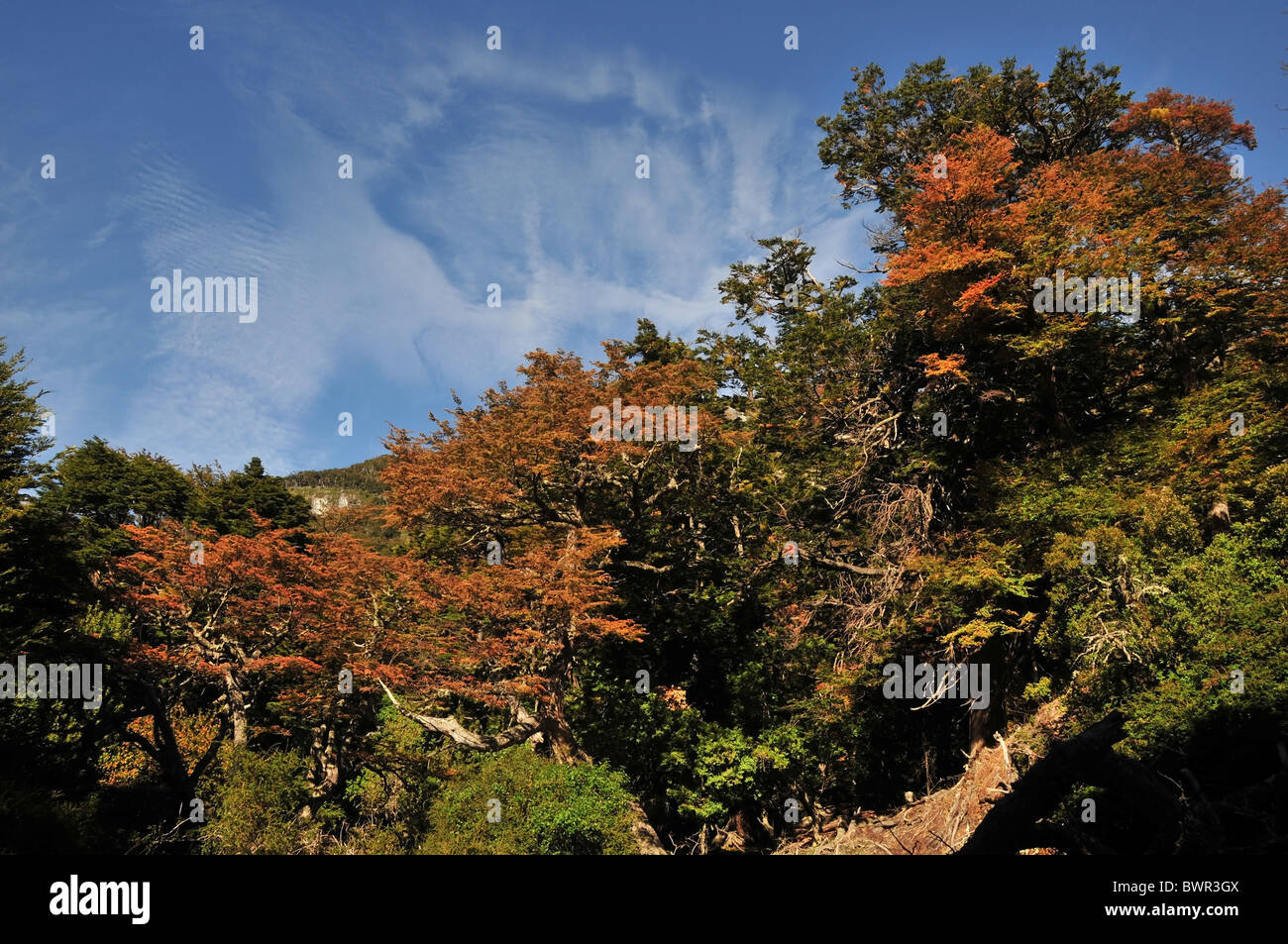 Autumn colour lenga beech trees, under a blue sky with cirrus clouds ...