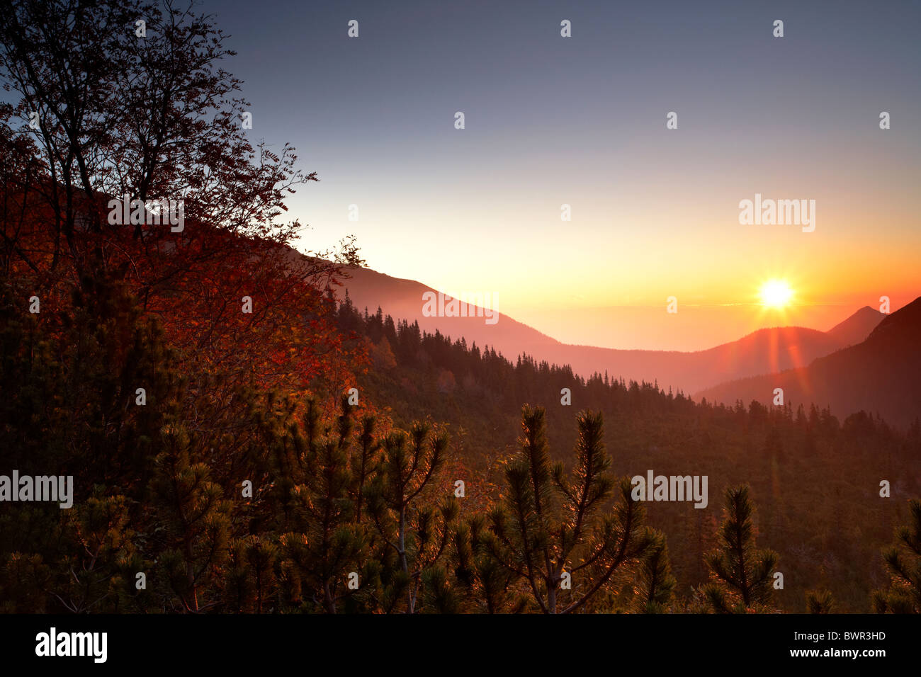 Sunrise over alpine woodland in the Zelene Pleso valley in the High ...