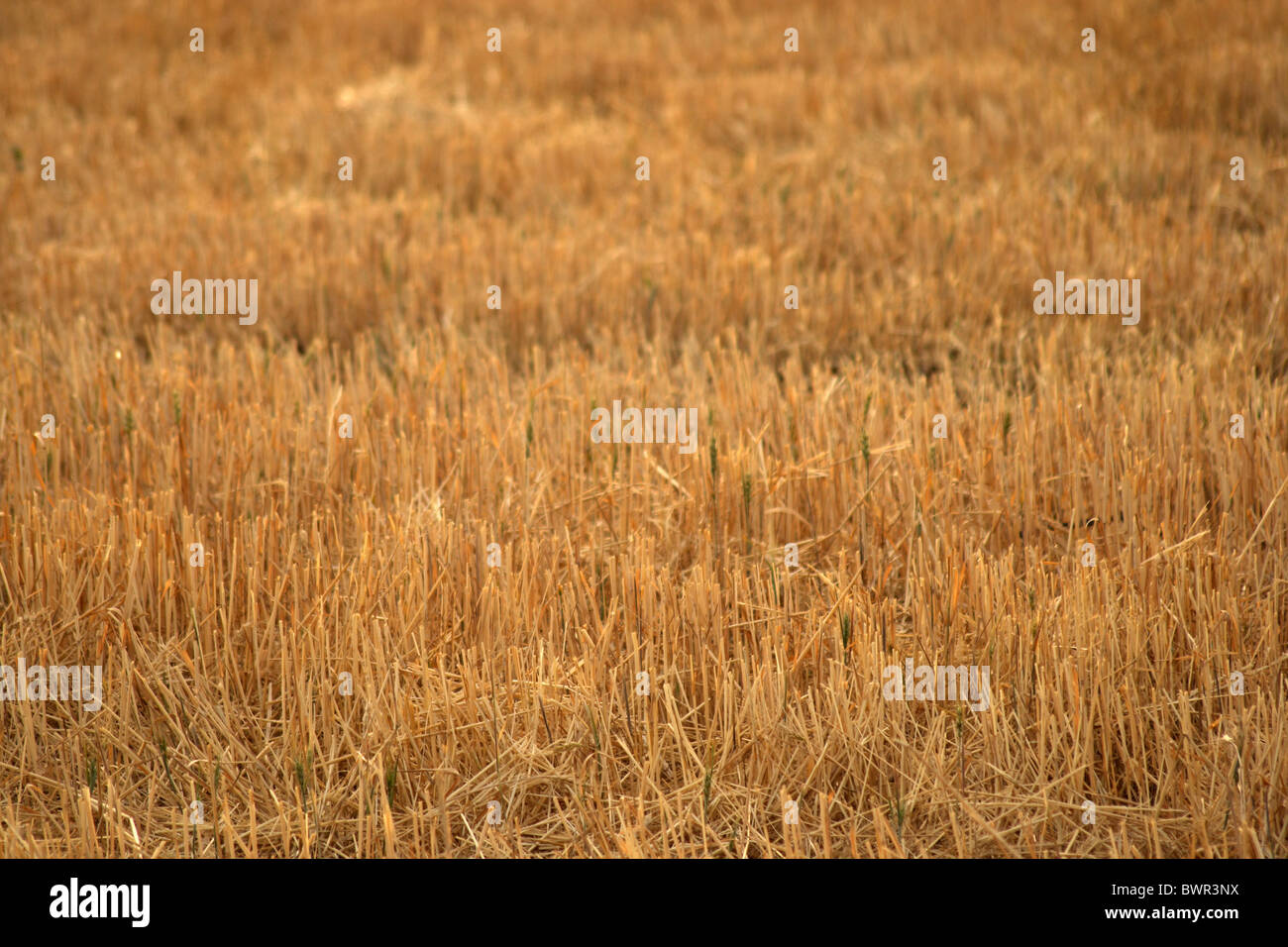 Grain field after harvesting hi-res stock photography and images - Alamy