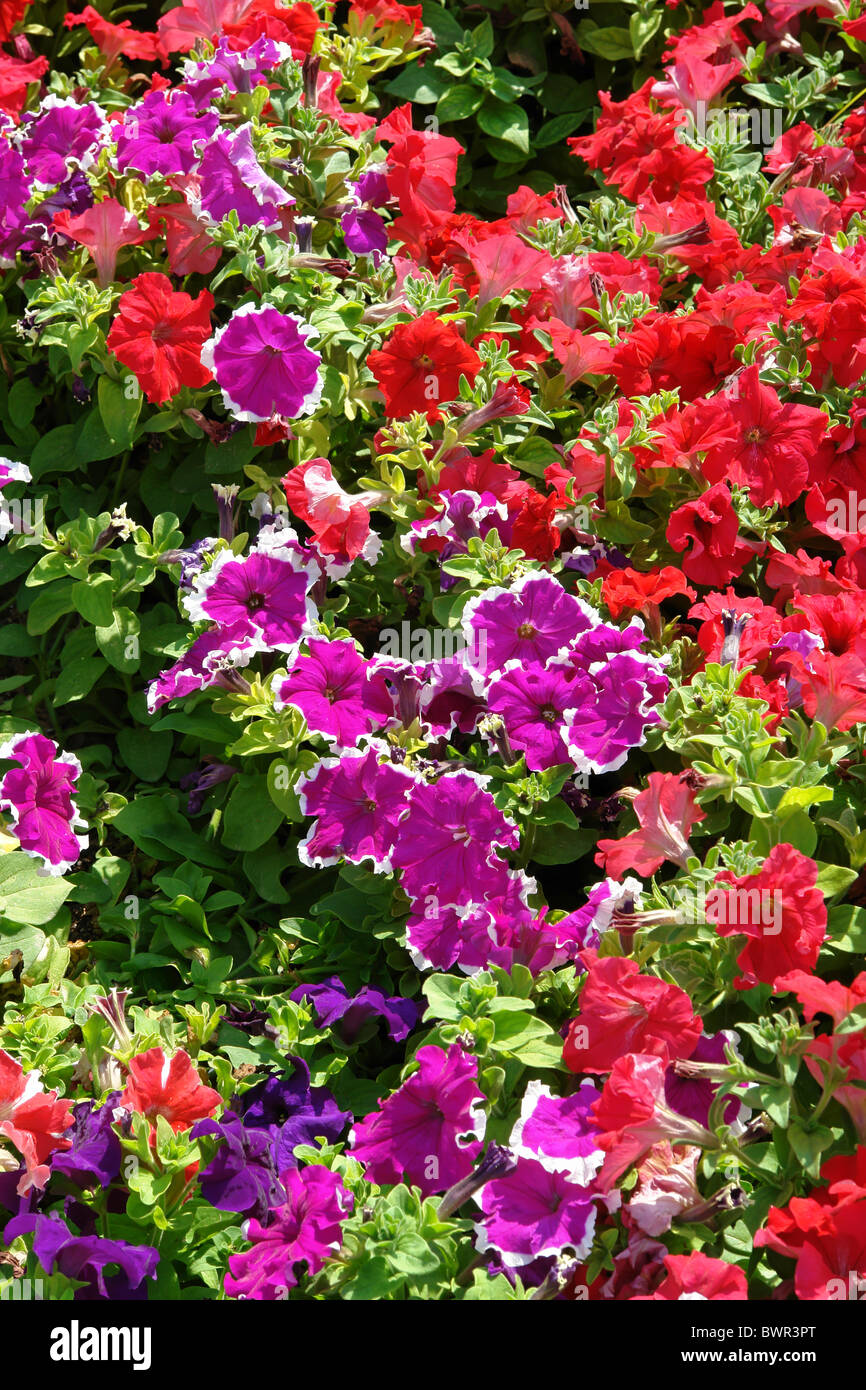 10841678 hi-res stock photography and images - Alamy