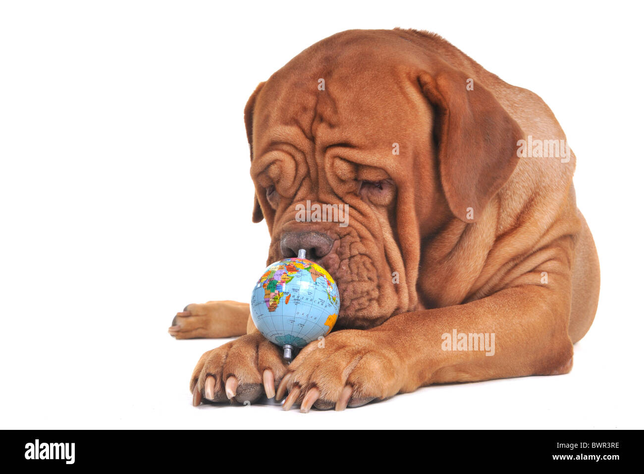 Animal worlds Cut Out Stock Images & Pictures - Alamy