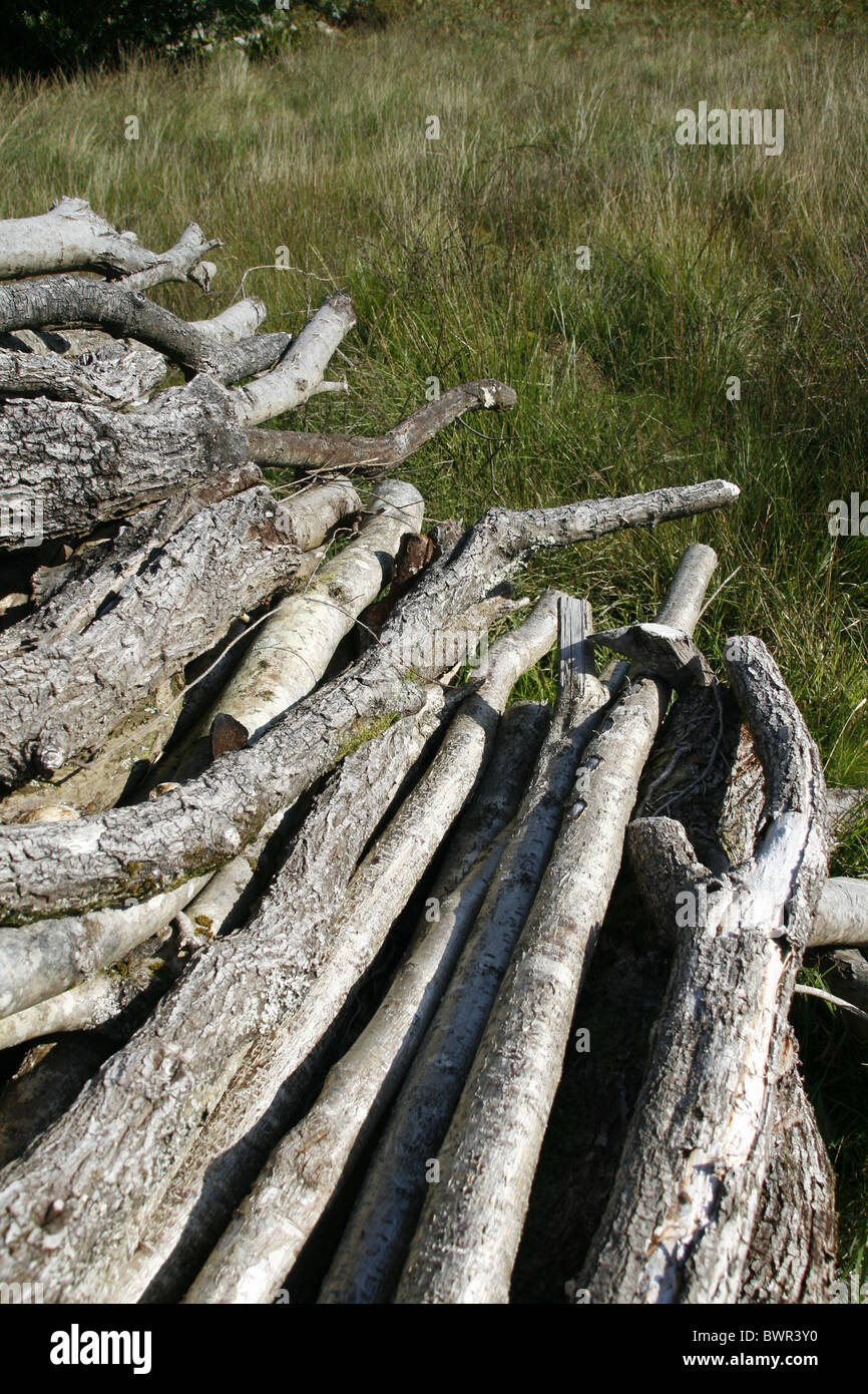 pile of cut tree branches in field in countryside Stock Photo - Alamy