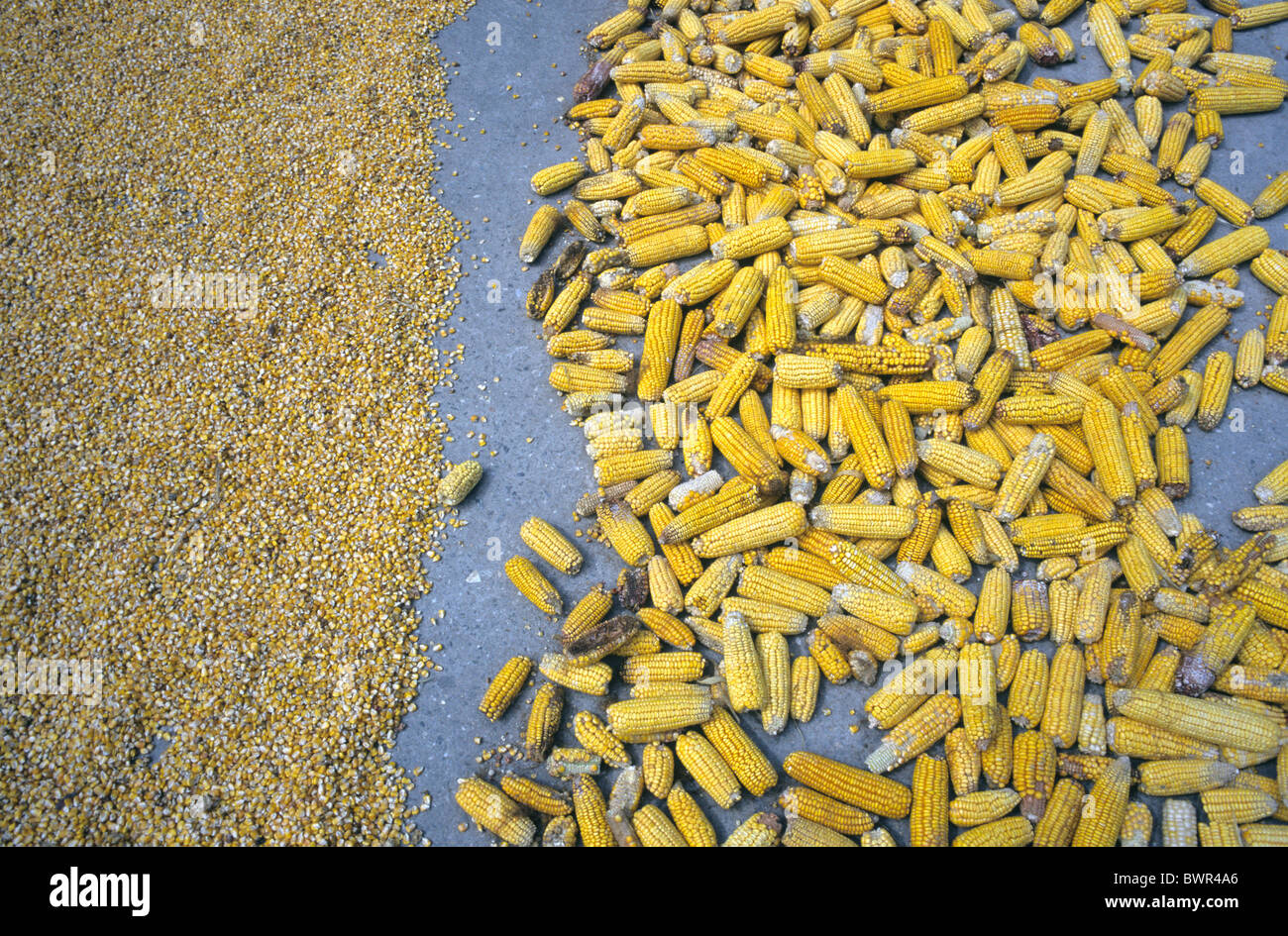 China Asia corn maize corn cobs grain sunny sun drying dry agriculture ...