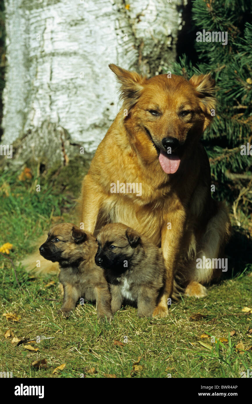 Harzer fuchs hi-res stock photography and images - Alamy