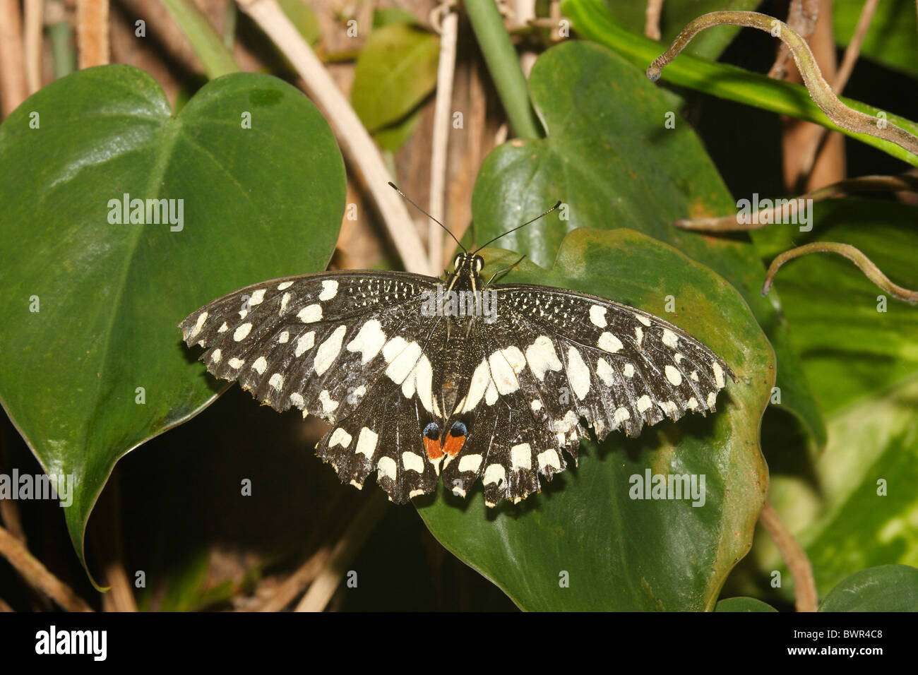 Citrus swallowtail Papilio demodocus butterfly Stock Photo - Alamy