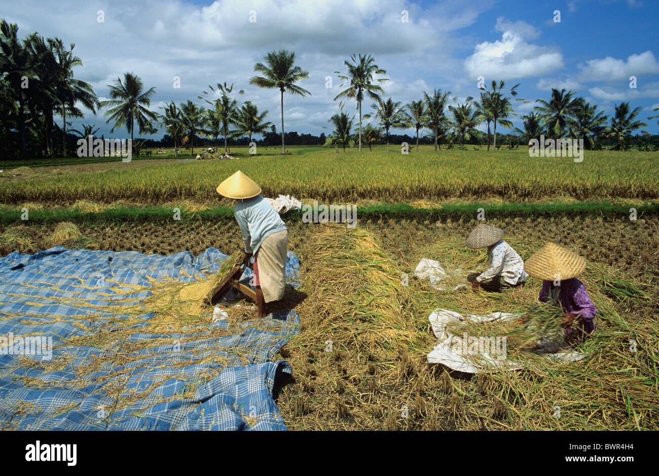 Indonesia rice harvest Bali island Tabanan near Kediri Asia rice ...