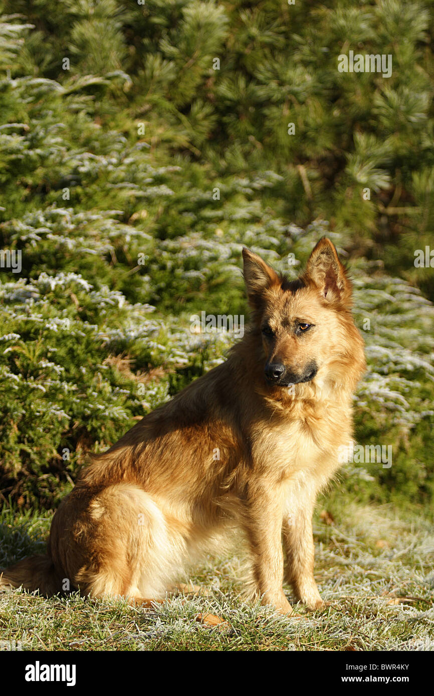 Animal of the year hi-res stock photography and images - Alamy