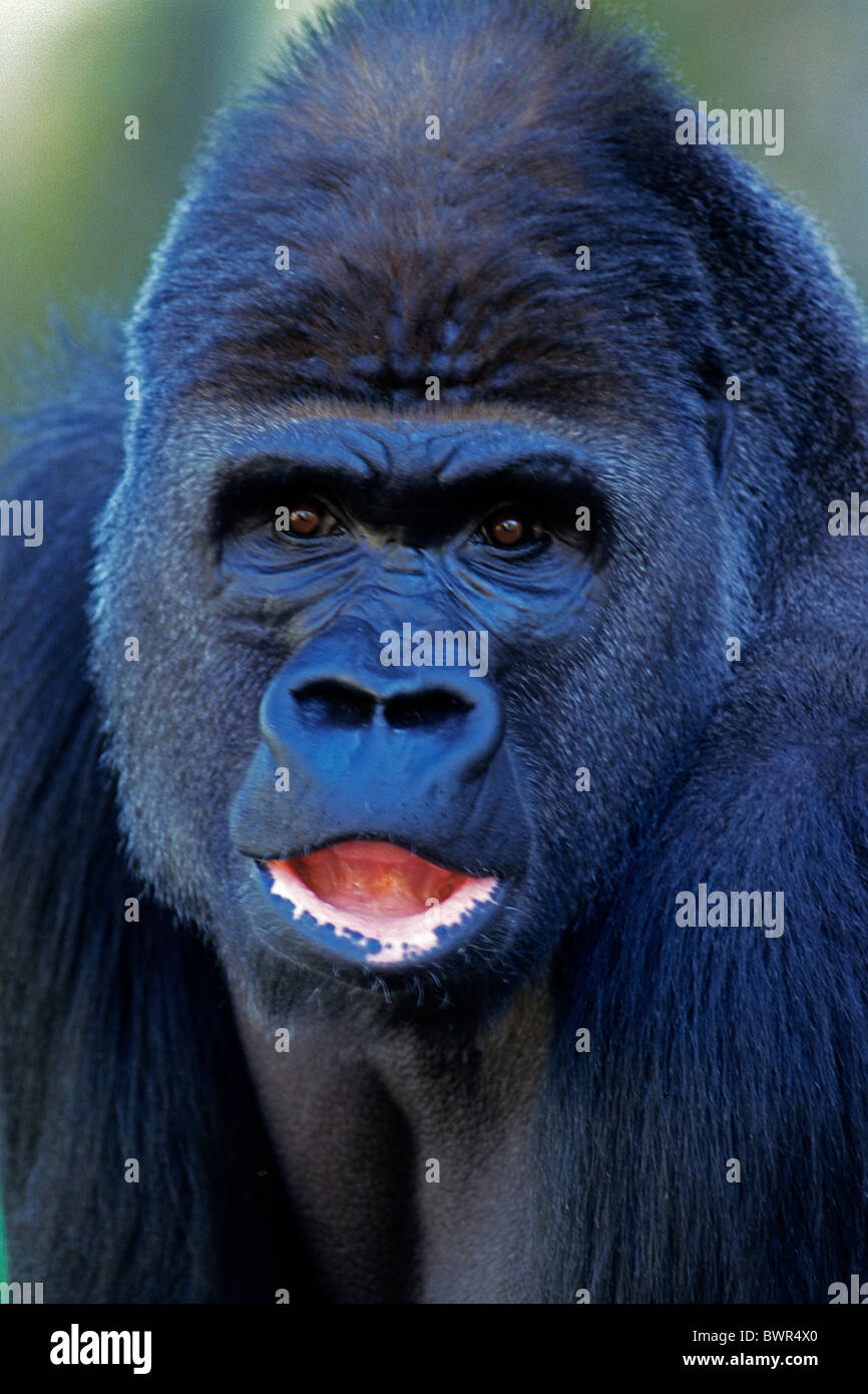 Western Gorilla Silverback male animal ape portrait apw Stock Photo - Alamy