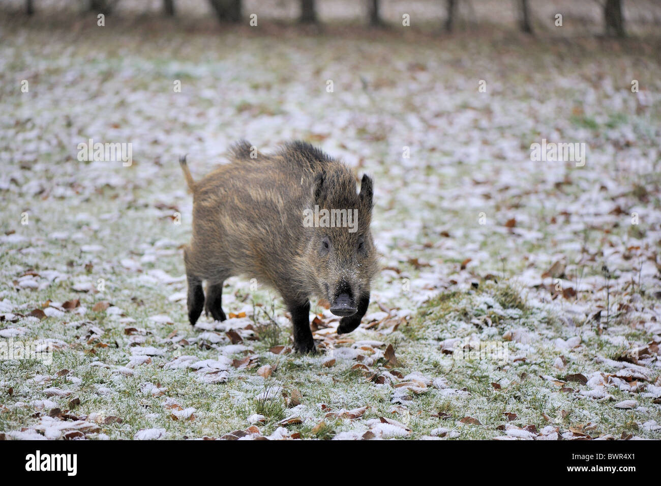 A four month old pig hi-res stock photography and images - Alamy