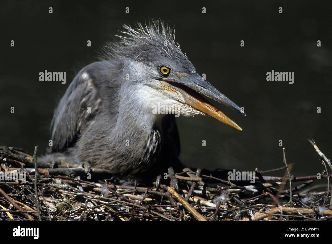 10833874 hi-res stock photography and images - Alamy