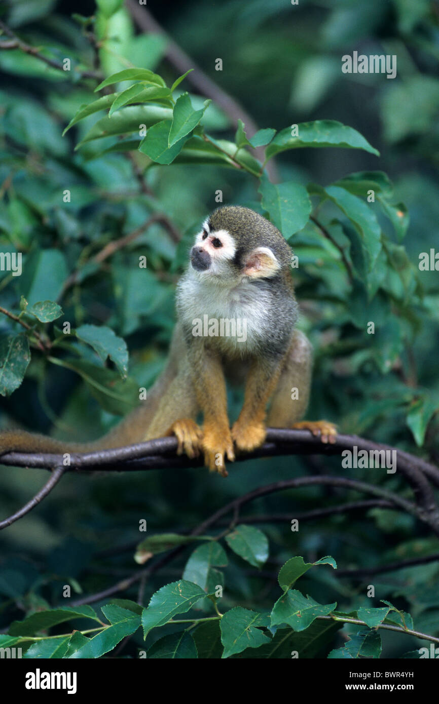 Common Squirrel Monkey Saimiri sciureus monkeys animals Stock Photo - Alamy
