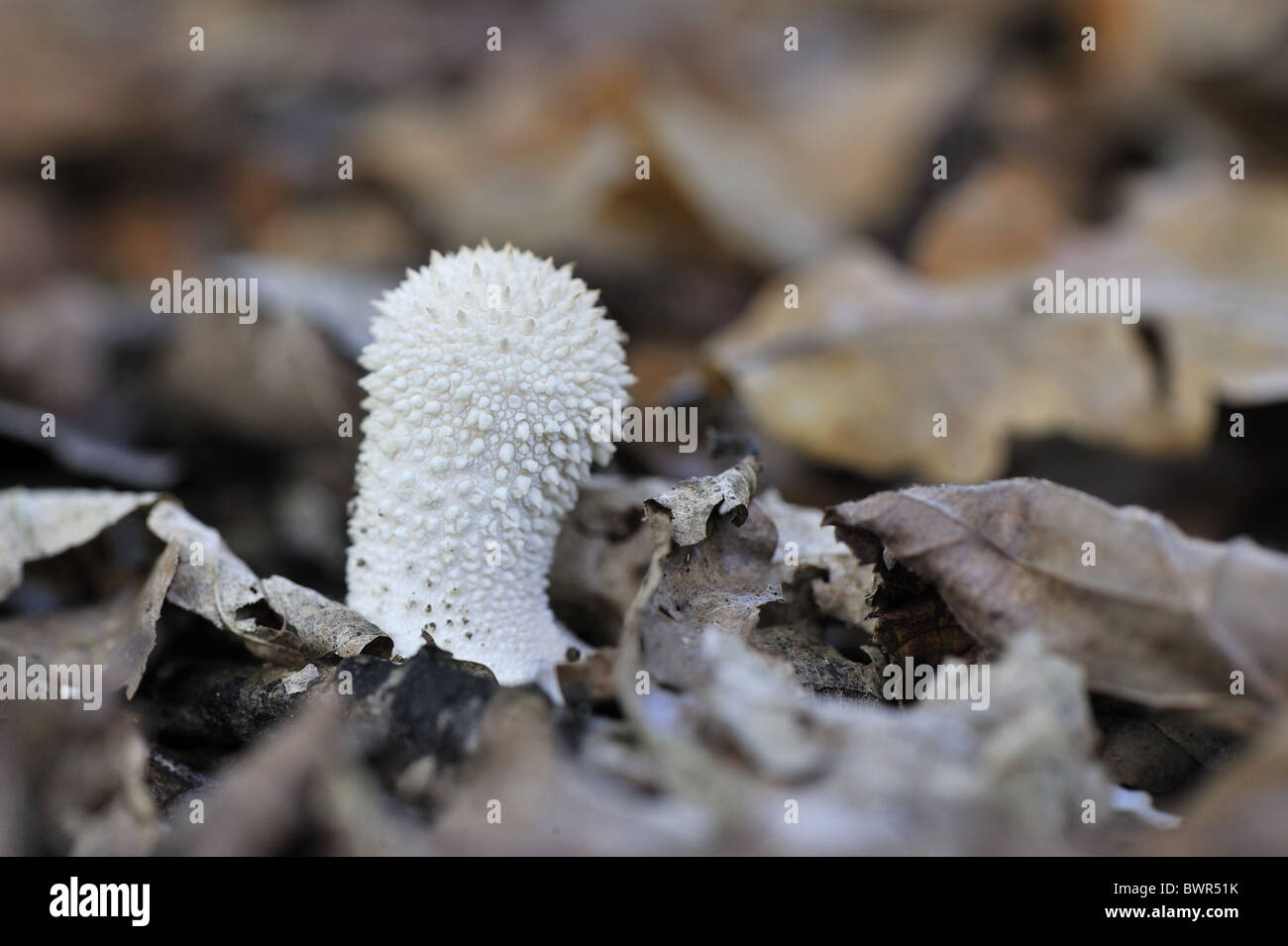 Common puffball - Gem-studded puffball - Devil's snuff-box - Pearly ...