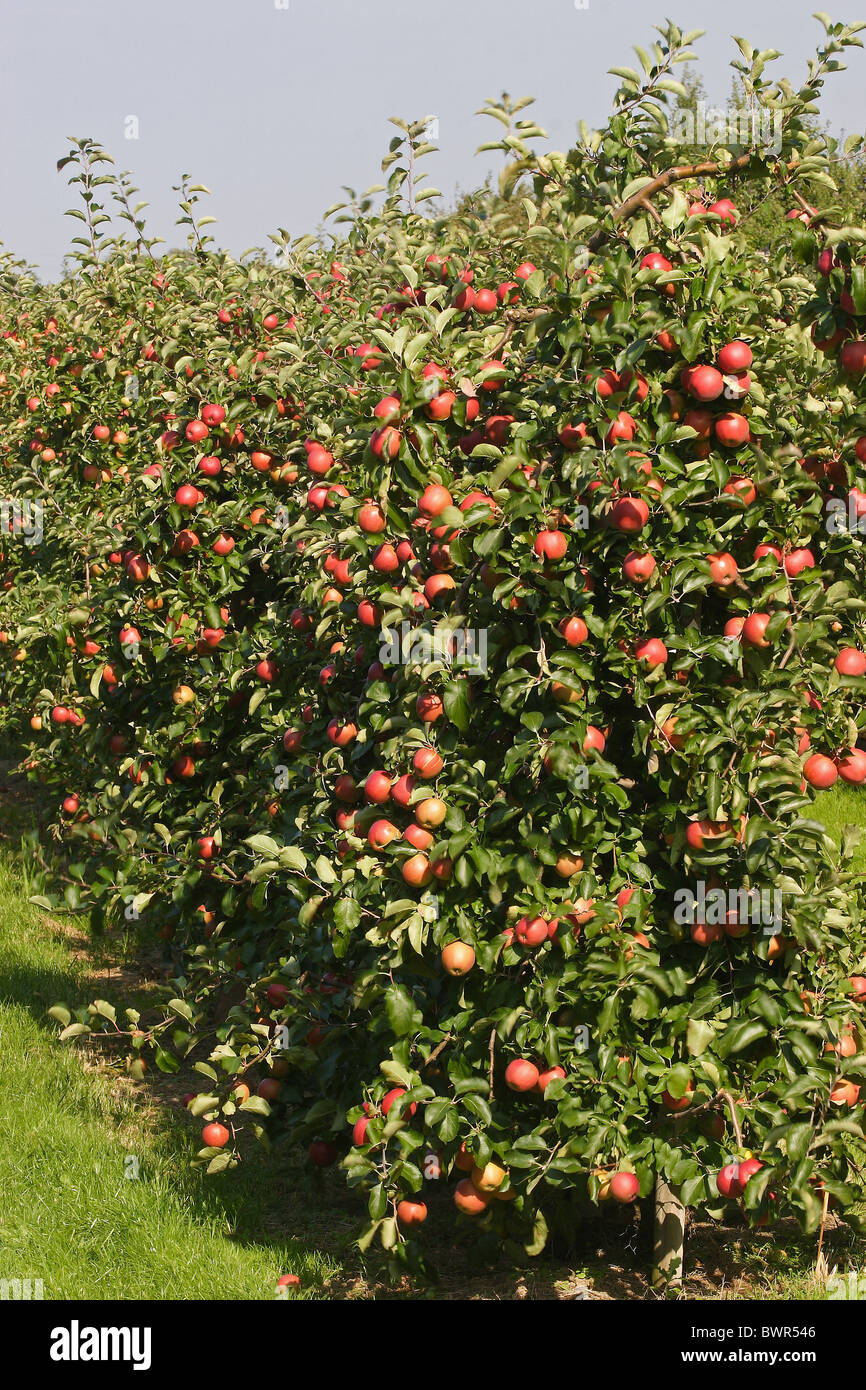 Apple apples Altes Land Northern Germany Europe harvest apple trees ...