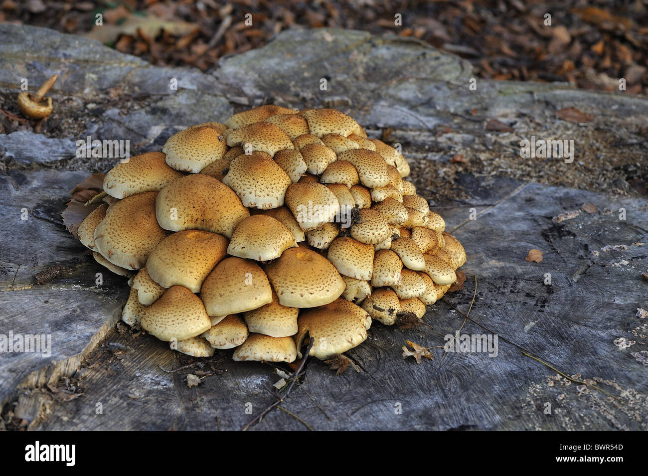 Shaggy scalycap - Shaggy Pholiota - Scaly Pholiota (Pholiota squarrosa) on stump in Autumn ...