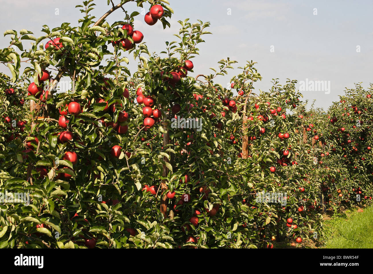 Apple apples Altes Land Northern Germany Europe harvest apple trees ...