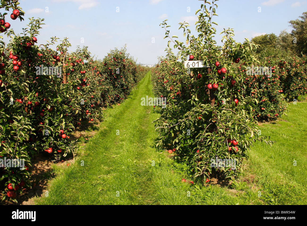 Apple apples Altes Land Northern Germany Europe harvest apple trees ...
