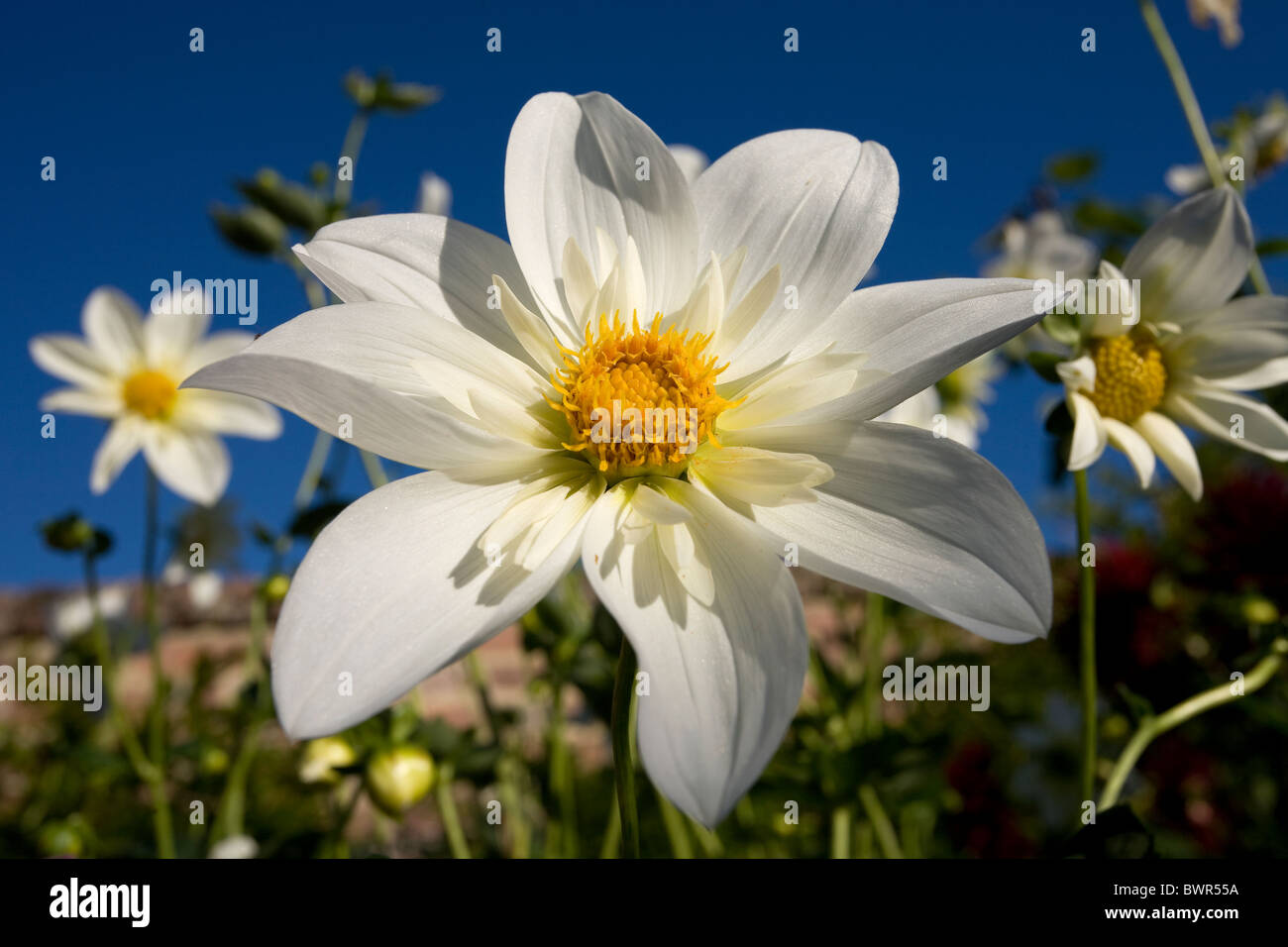 Dhalia flowers hi-res stock photography and images - Alamy