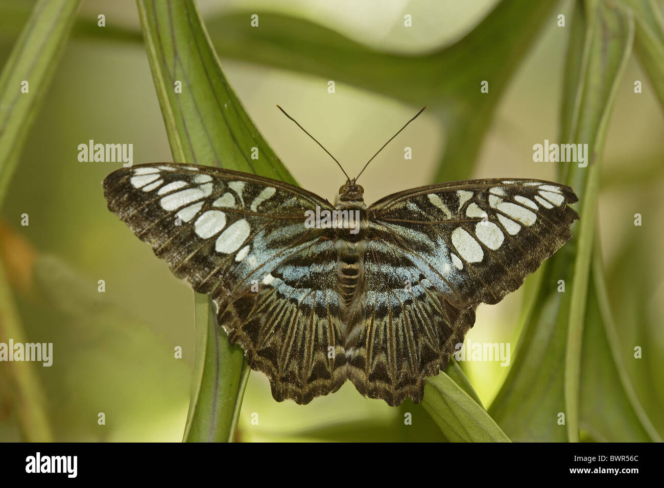 Blue clipper Parthenos sylvia butterfly Asia Thailand Stock Photo - Alamy