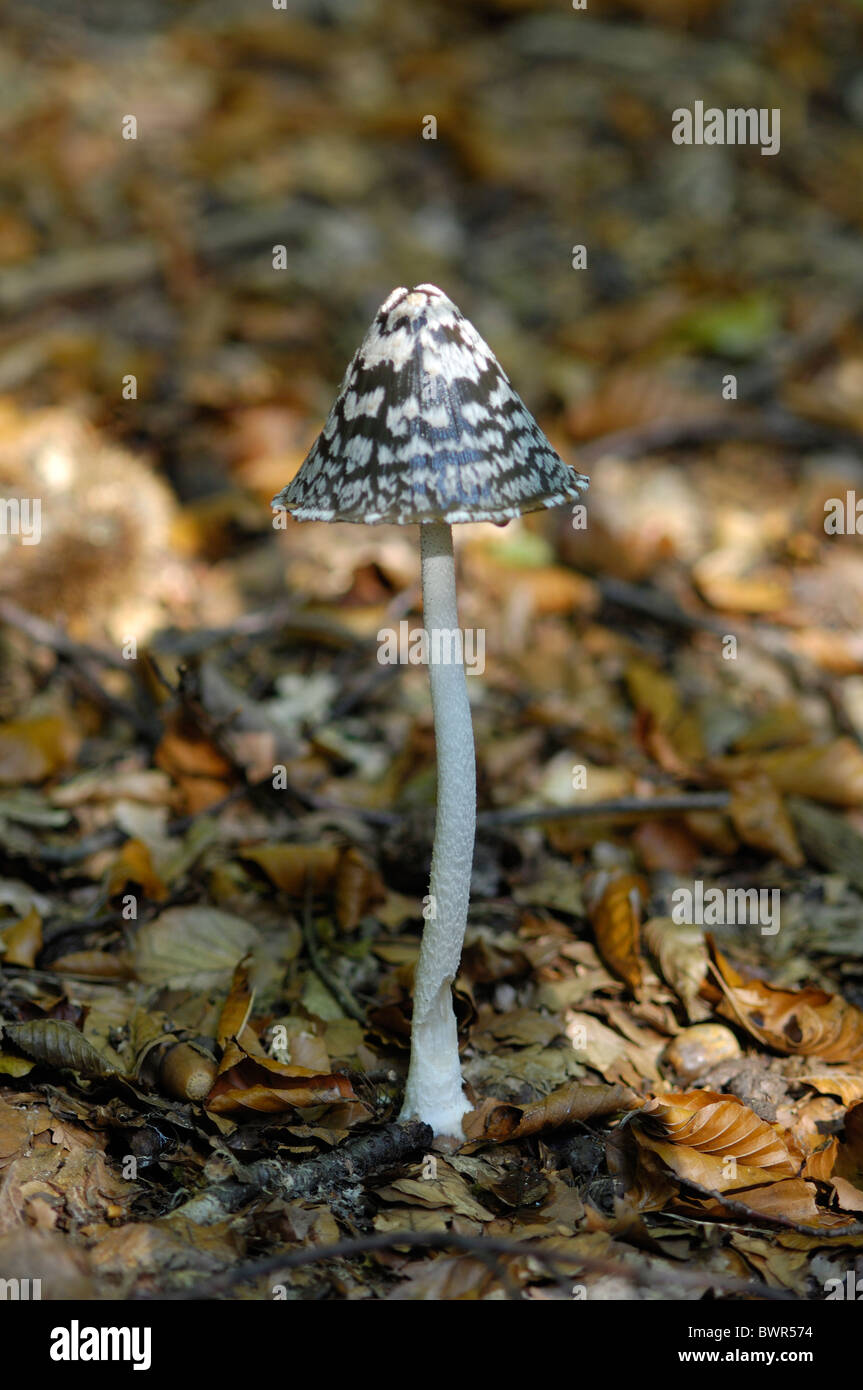Magpie inkcap (Coprinus picaceus - Coprinopsis picacea) in autumn ...