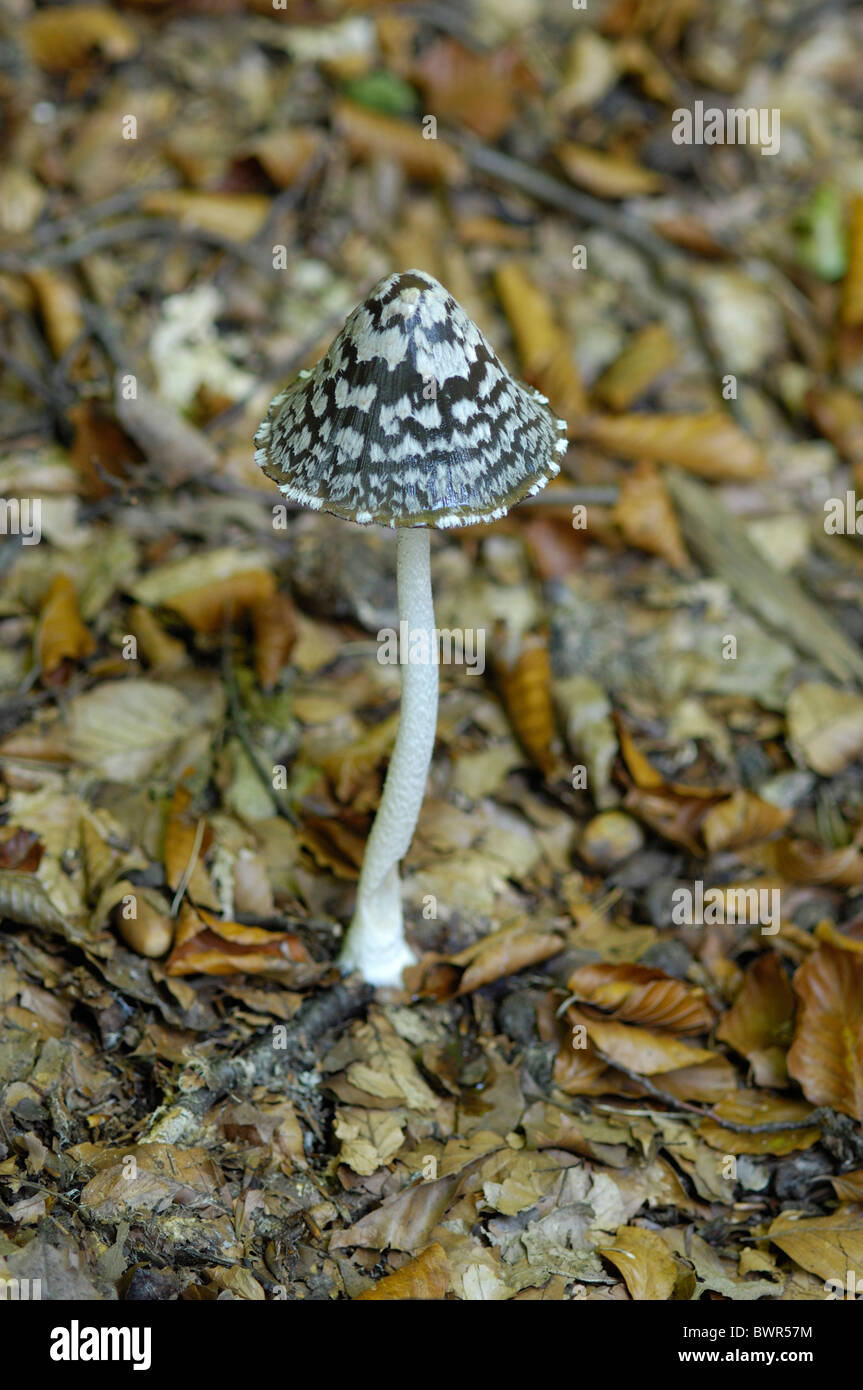 Magpie inkcap (Coprinus picaceus - Coprinopsis picacea) in autumn ...