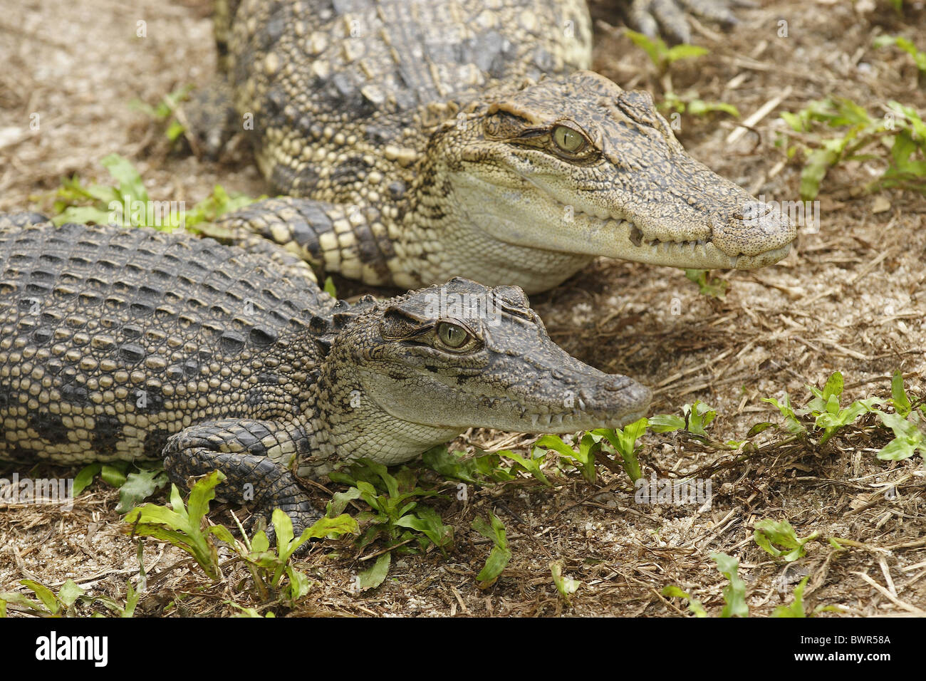 Siamese Crocodile Crocodylus siamensis Southeast Asia Thailand Asia Kao ...