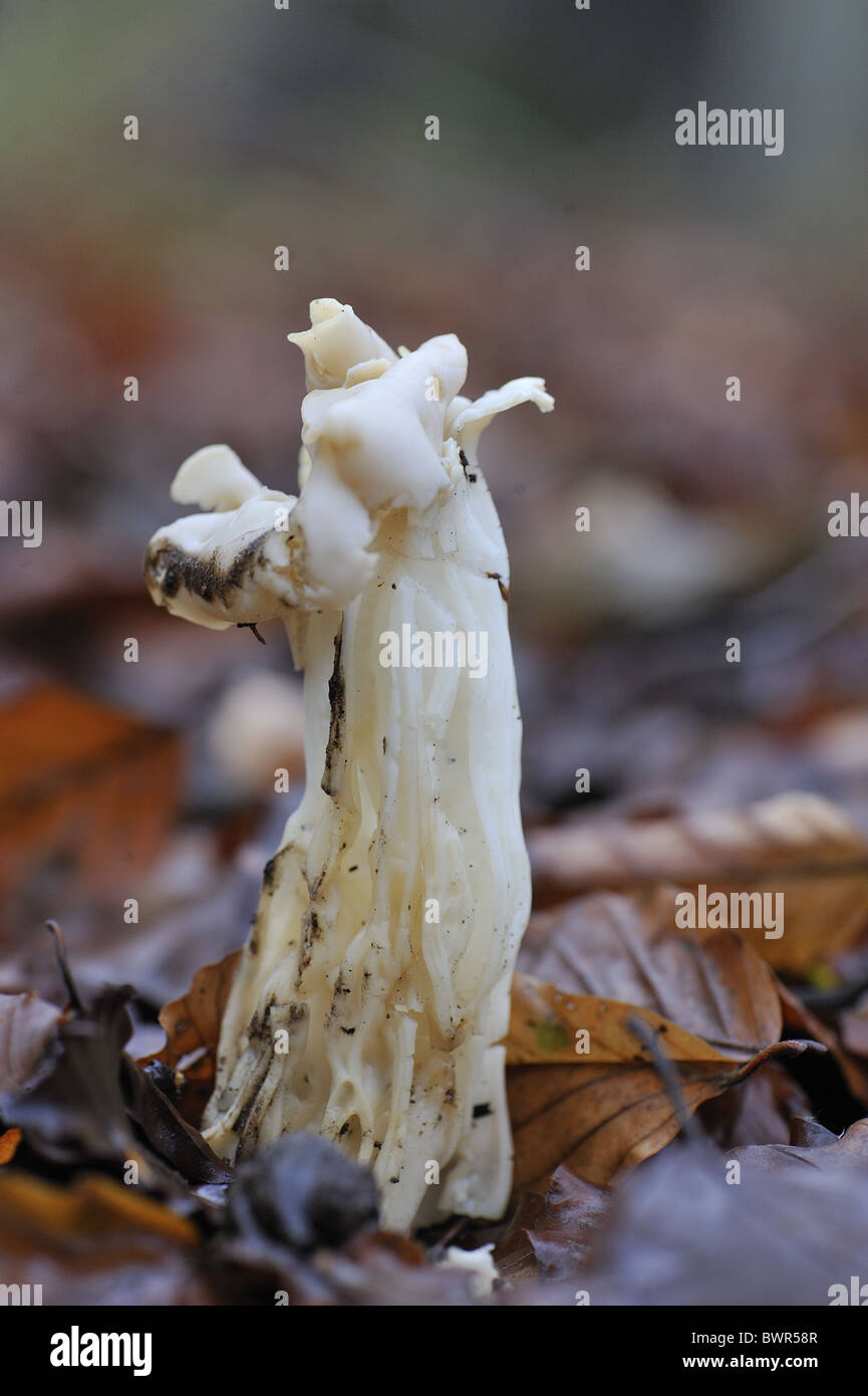 White saddle - Elfin saddle - Common helvel (Helvella crispa) in autumn ...