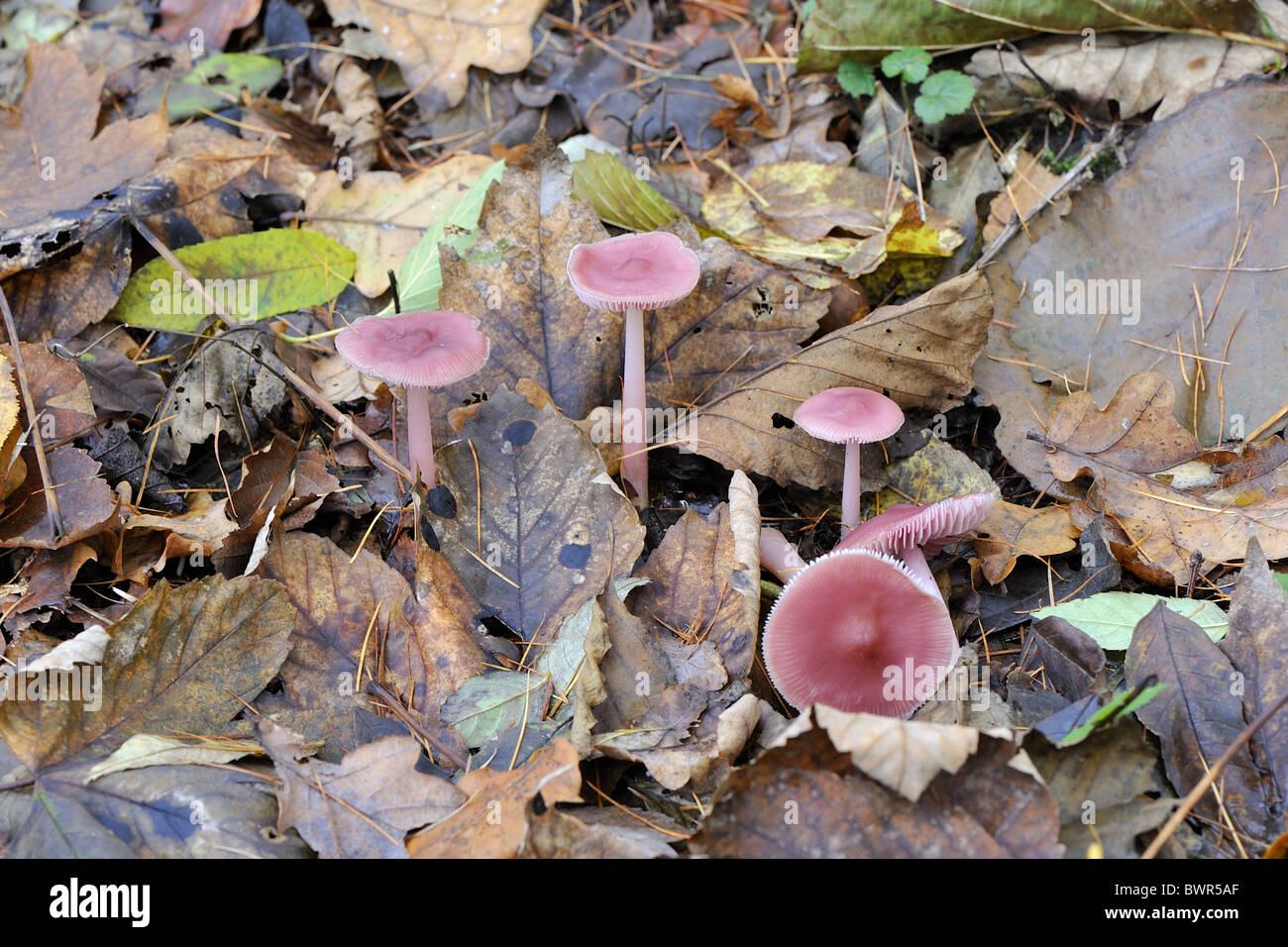 Lilac bonnet - Clean mycena - Lilac Bell Cap (Mycena pura) in autumn ...
