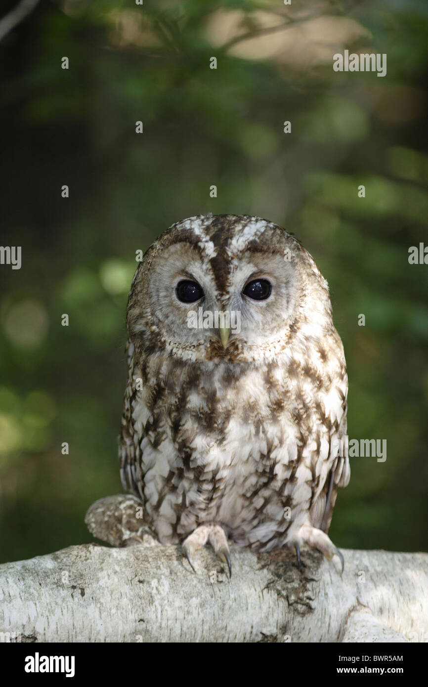 Eurasian tawny Owl Strix aluco animals bird Germany Europe Bavarian ...