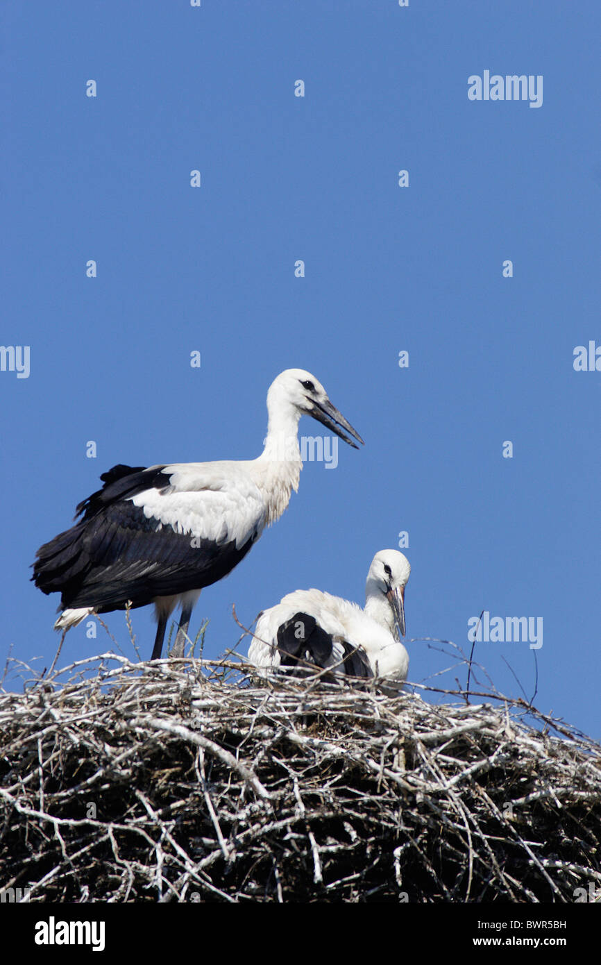 white stork stork Ciconia ciconia storks young offspring nest nestling ...