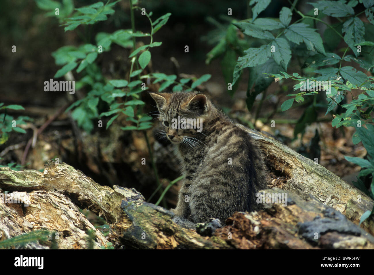 10833938 hi-res stock photography and images - Alamy