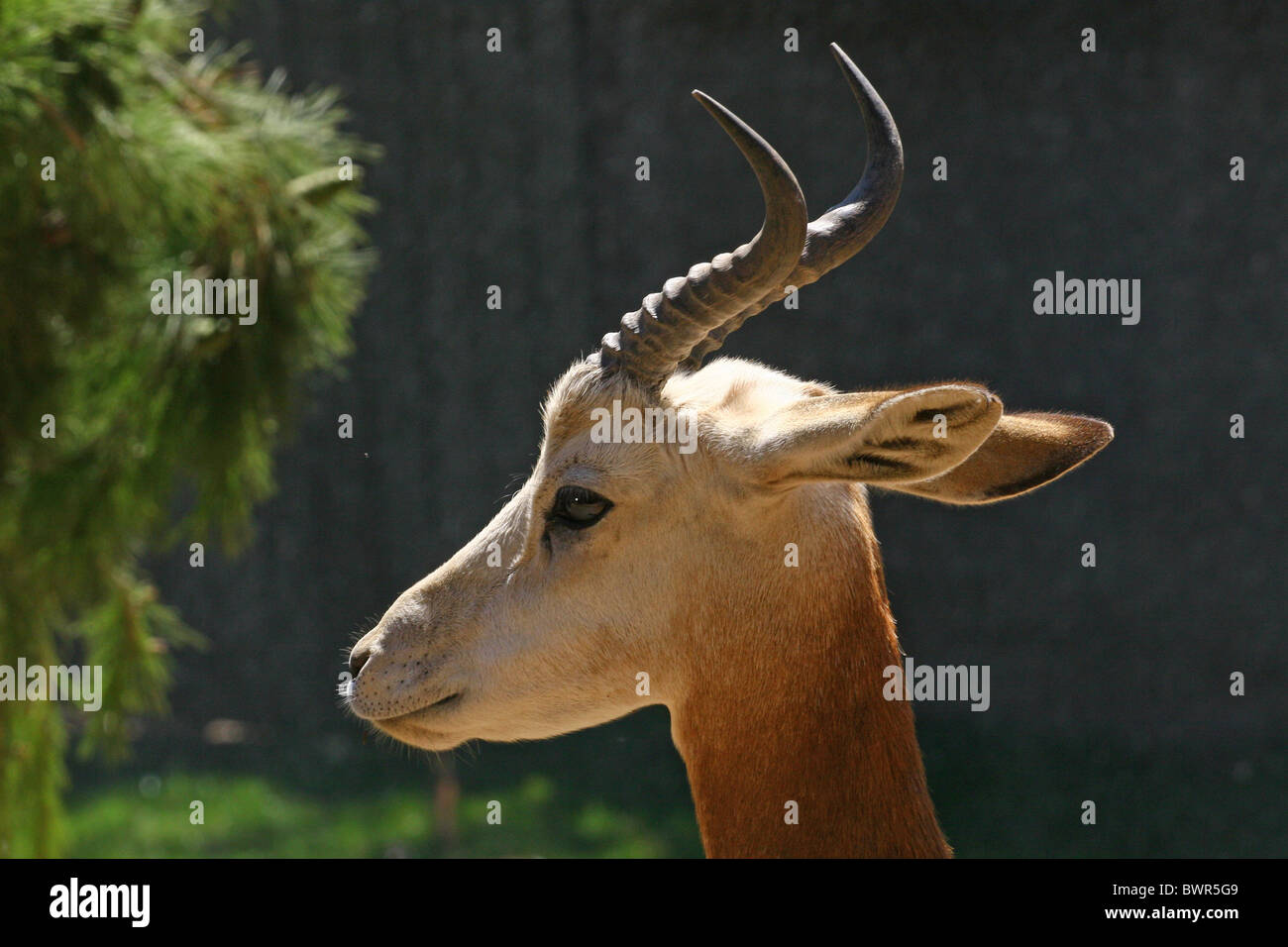 antelope in the San Diego Zoo, California Stock Photo - Alamy