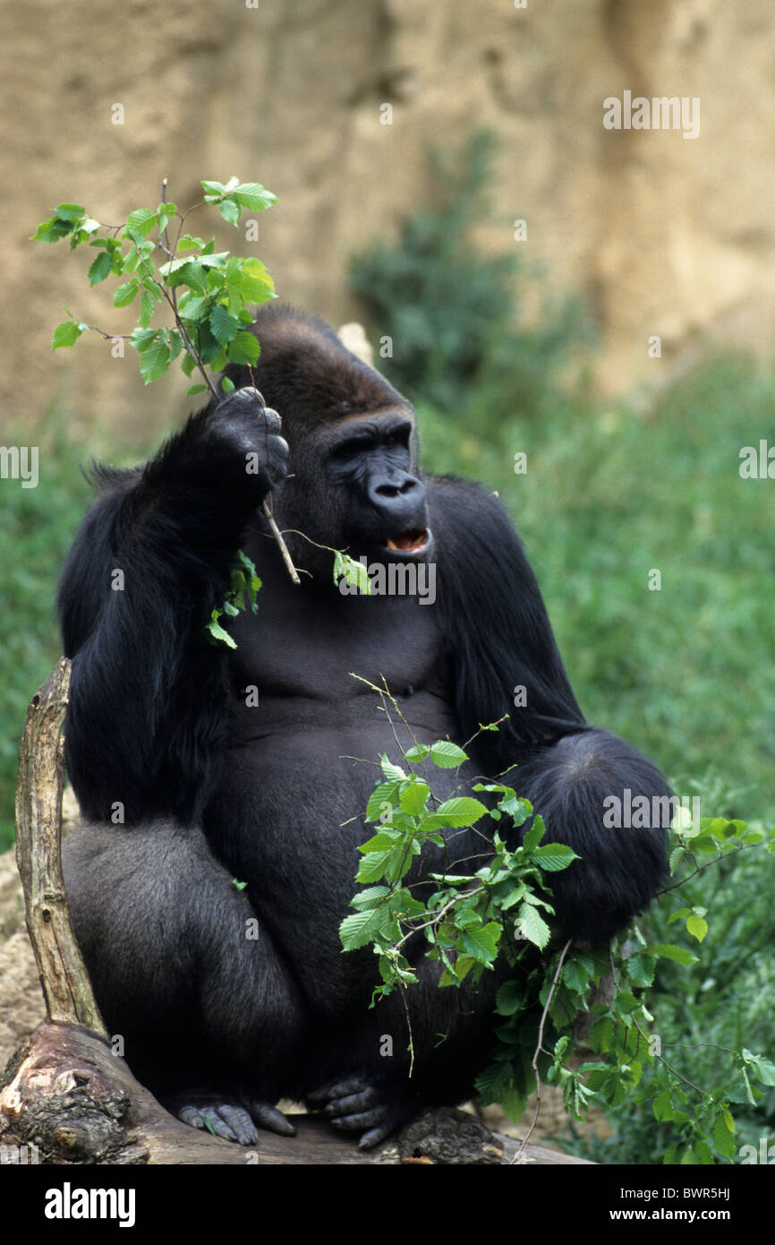 Western Gorilla Silverback male animal ape Stock Photo - Alamy
